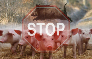 ASF reported on Miratorg farm in Russia - Swine news - pig333, pig to ...