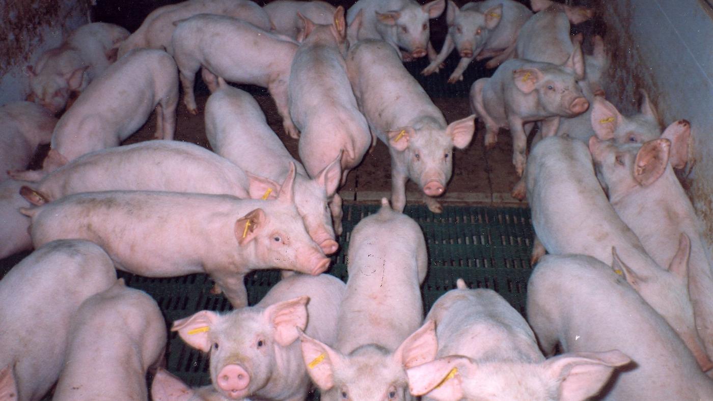 Belgian pig industry will remain recognized as a sector in crisis ...
