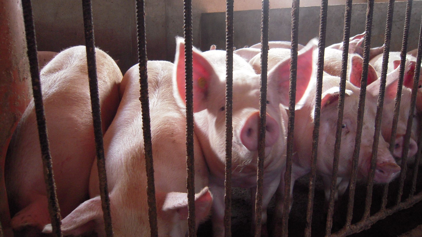 US invests $500 million to prevent ASF - Swine news - pig333, pig to ...