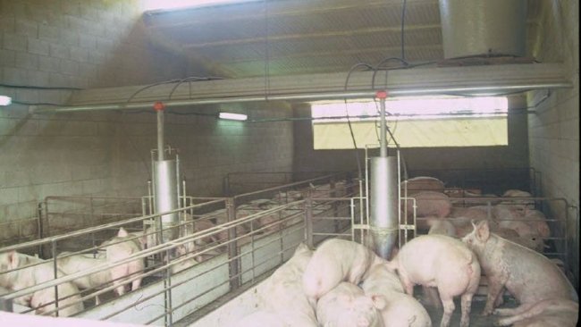 EU pig meat export value increases in first two months of the year ...