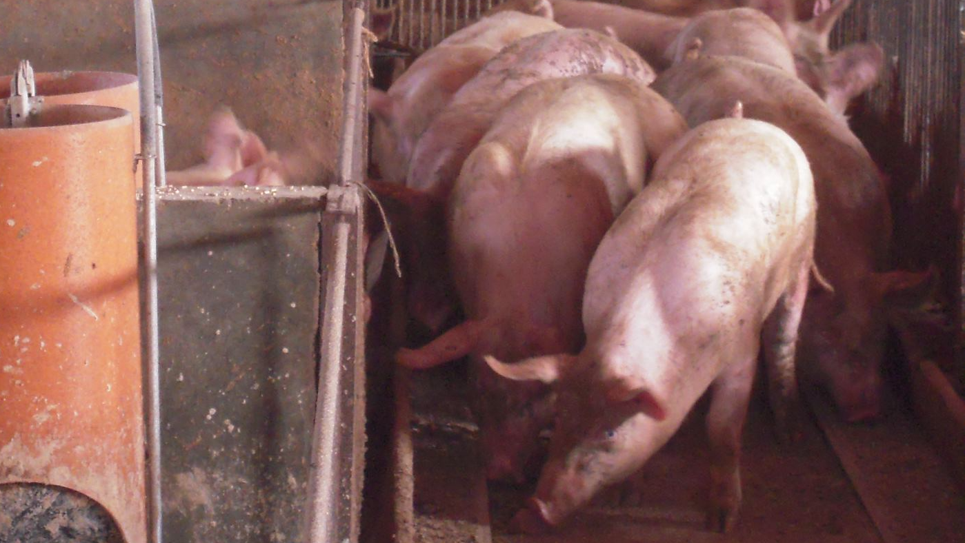 Mexican pork industry at a crossroads - Swine news - pig333, pig to ...