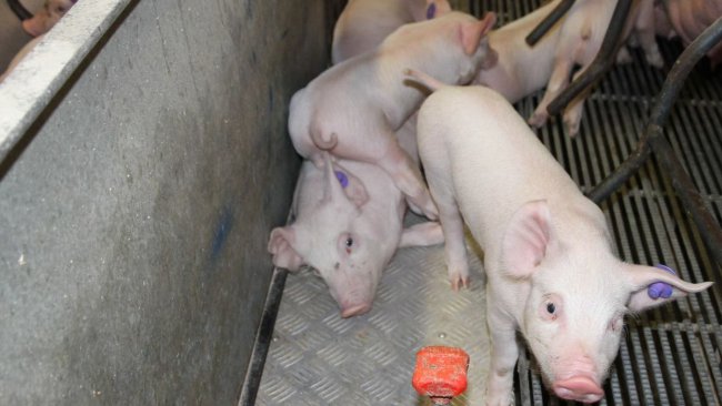 China's pork production and pig inventory in first 3 quarters of 2021 ...