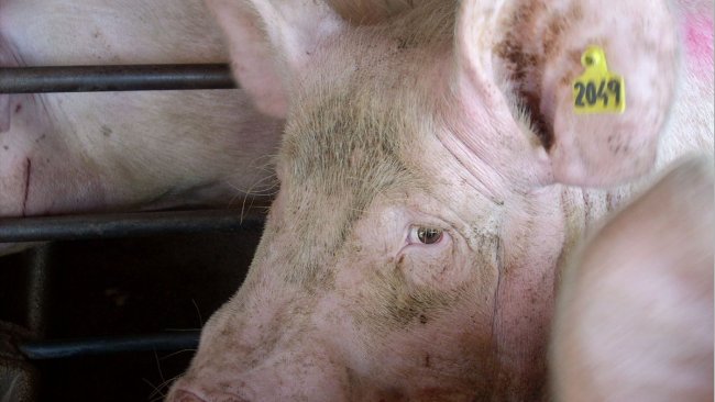 ASF reported on Miratorg farm in Russia - Swine news - pig333, pig to ...