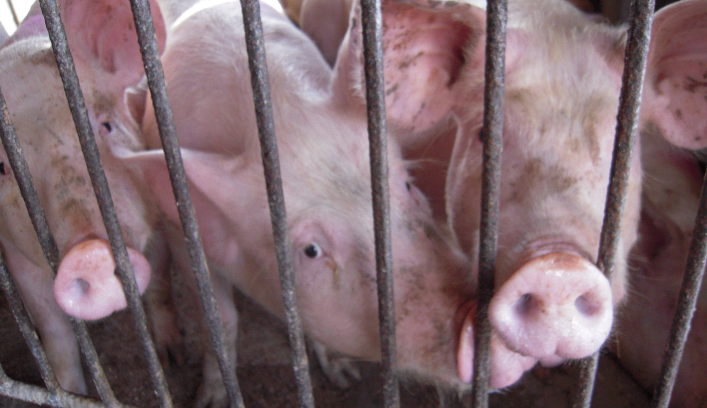 Exemptions for Belgian pig industry in crisis - Swine news - pig333 ...