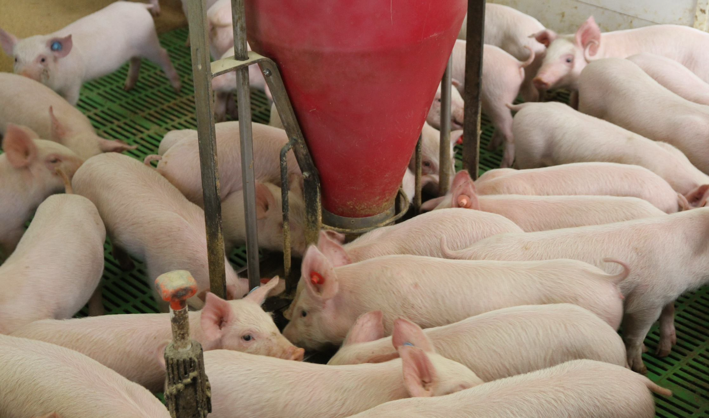 Best diet to prevent diarrhea in newly weaned pigs - Articles - pig333 ...
