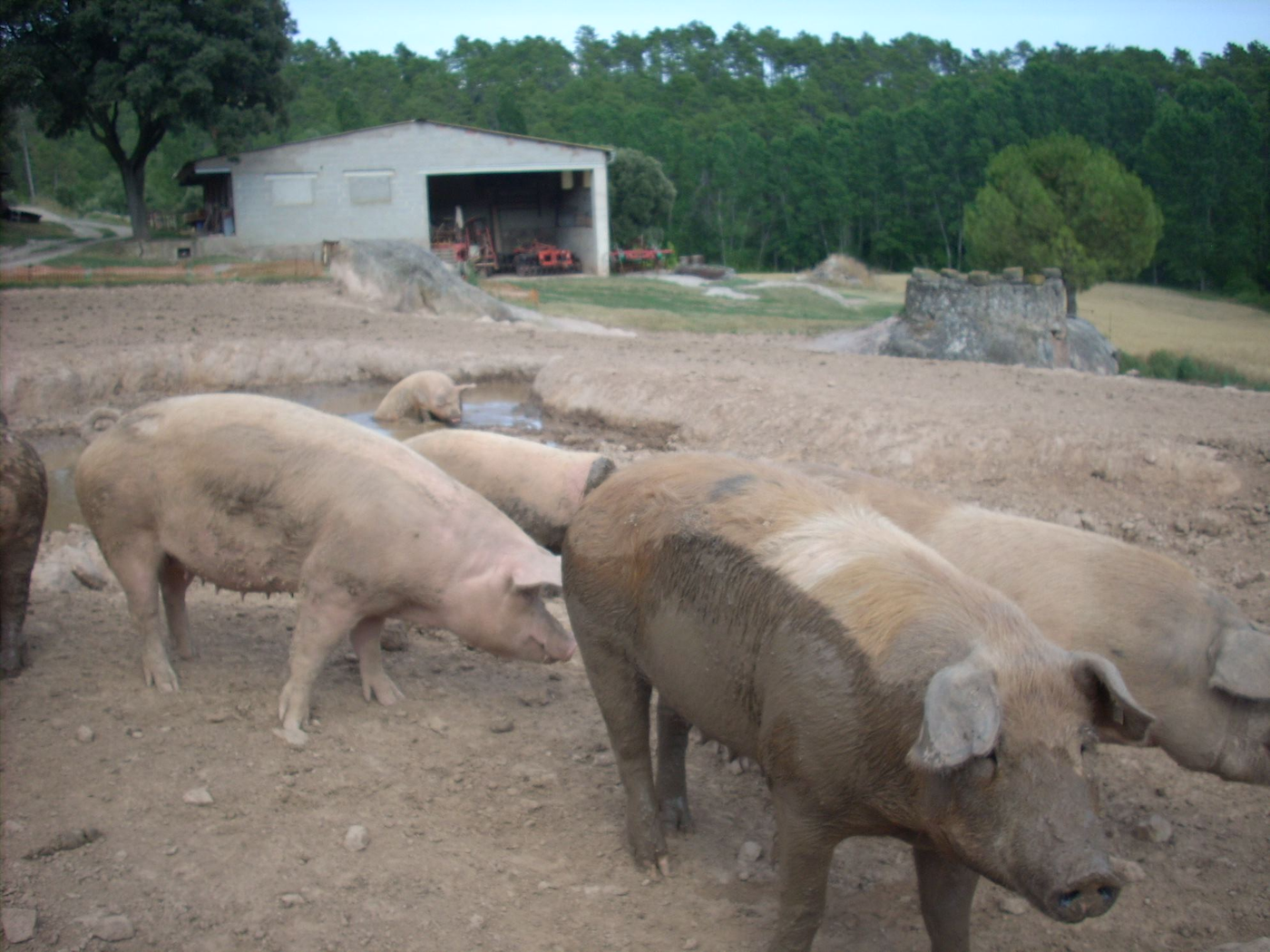 Philippines: Pig inventory down 12% - Swine news - pig333, pig to pork ...