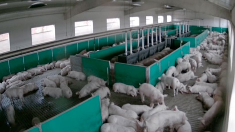 Large group finishing barns with automatic sorting - Articles - pig333 ...
