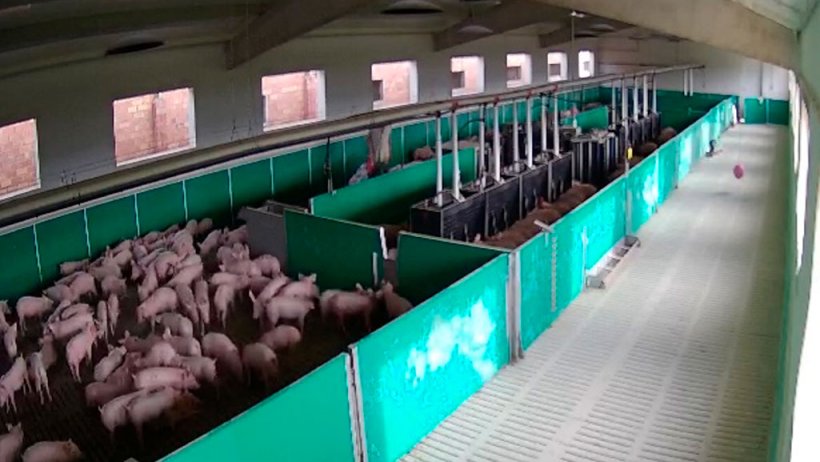 Large group finishing barns with automatic sorting - Articles - pig333 ...