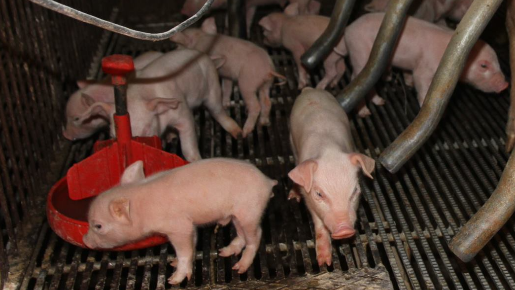Relationship between piglet birth weight and pre-weaning mortality ...