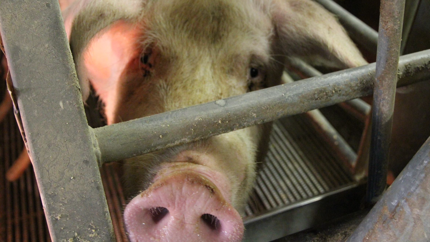 Massachusetts delays effective date of Question 3 - Swine news - pig333 ...