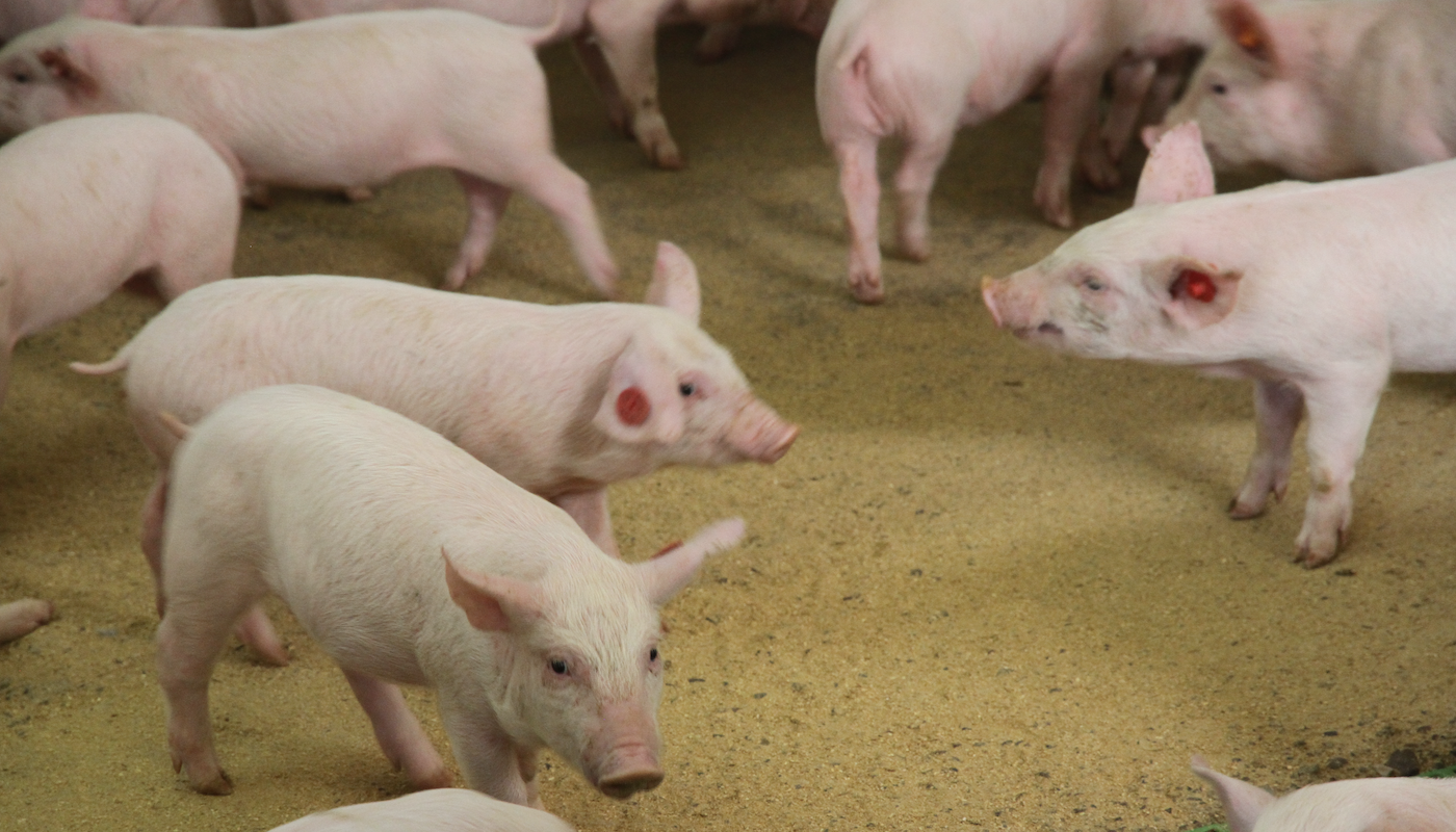 EU agri-food trade for January-September 2021 - Swine news - pig333 ...