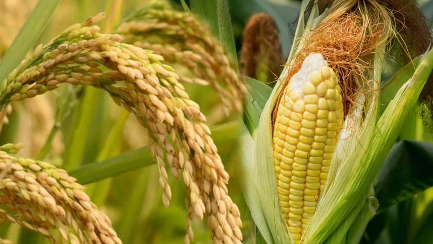 Philippines attains all-time corn and palay harvests in 2021 - Swine ...