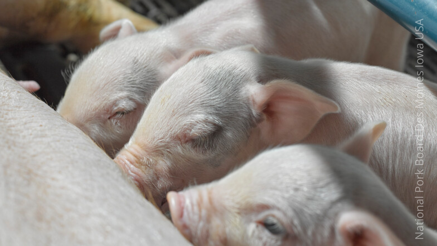 A 3-D approach to better understanding of swine flu: Direct control ...