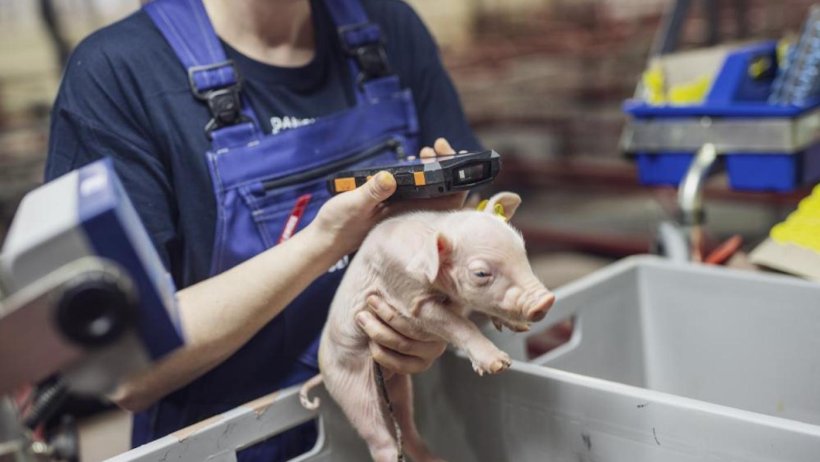Danish Genetics: Focus on piglet survival via registration of BW ...