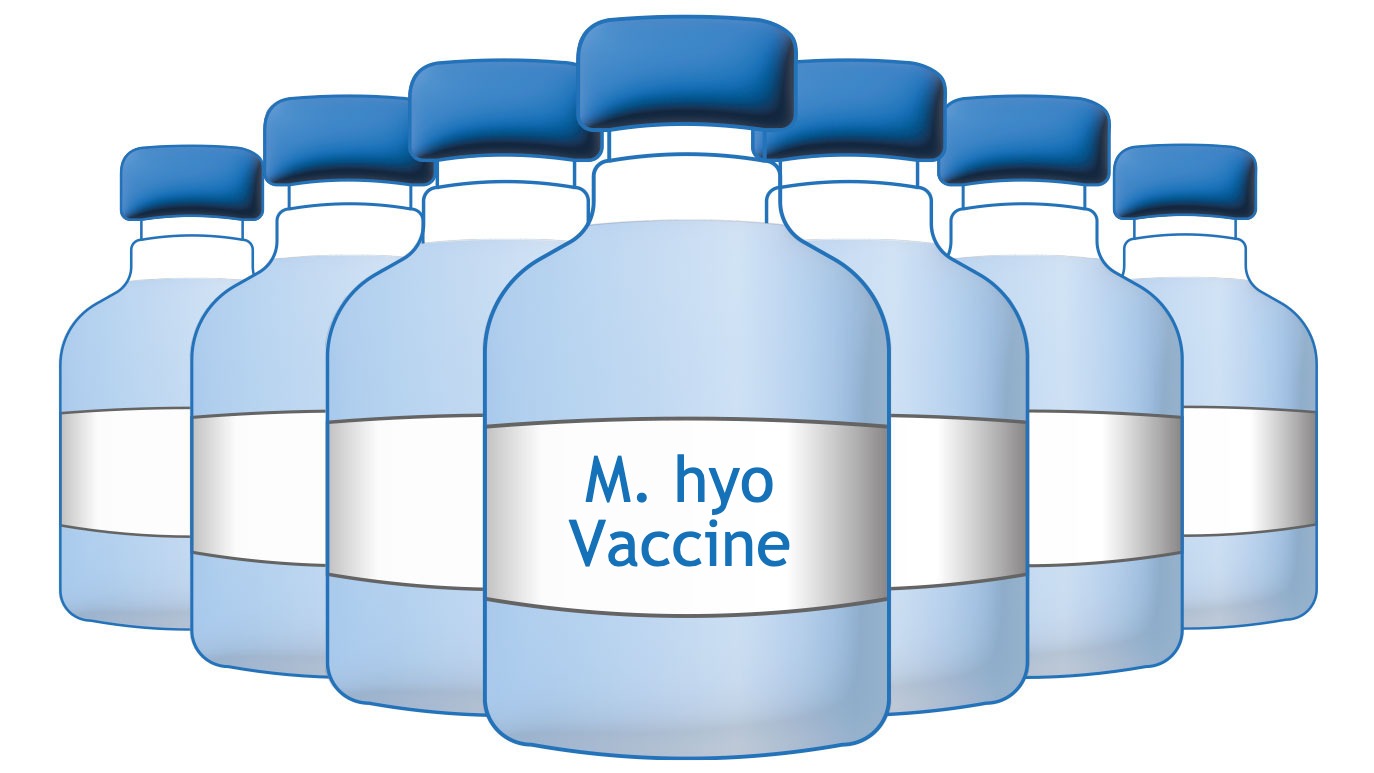 Mycoplasma hyopneumoniae vaccines - Articles - pig333, pig to pork ...