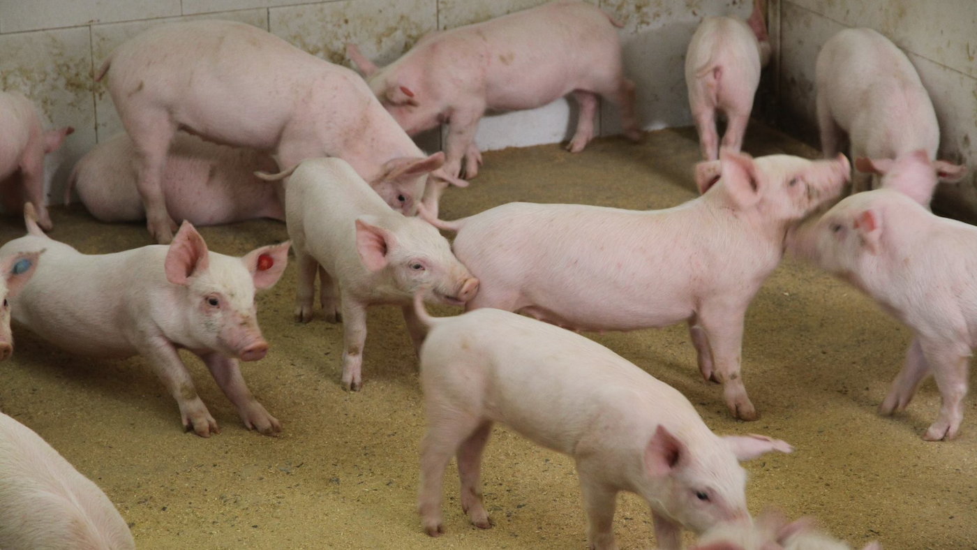 FDA issues final guidance on animal drug compounding - Swine news ...
