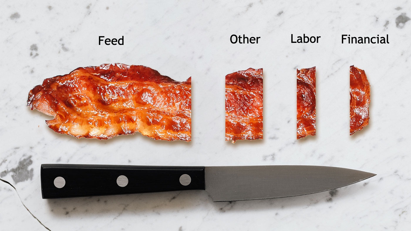 troubleshooting-issues-with-the-feed-conversion-ratio-in-pigs-articles-petio-pets