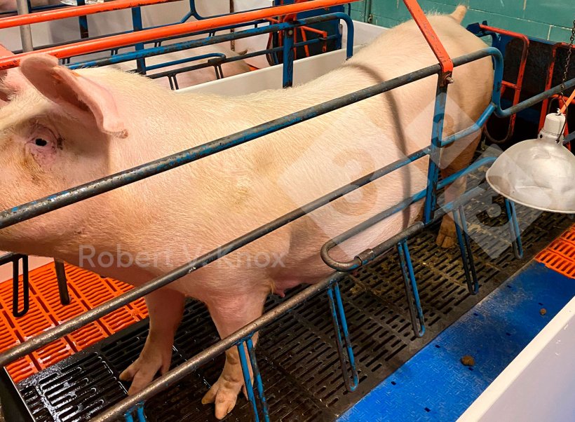The Signs of farrowing: Physiology and sow behaviour - Articles ...