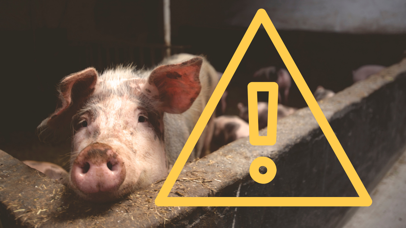 Nepal reports first cases of African swine fever - Swine news - pig333 ...