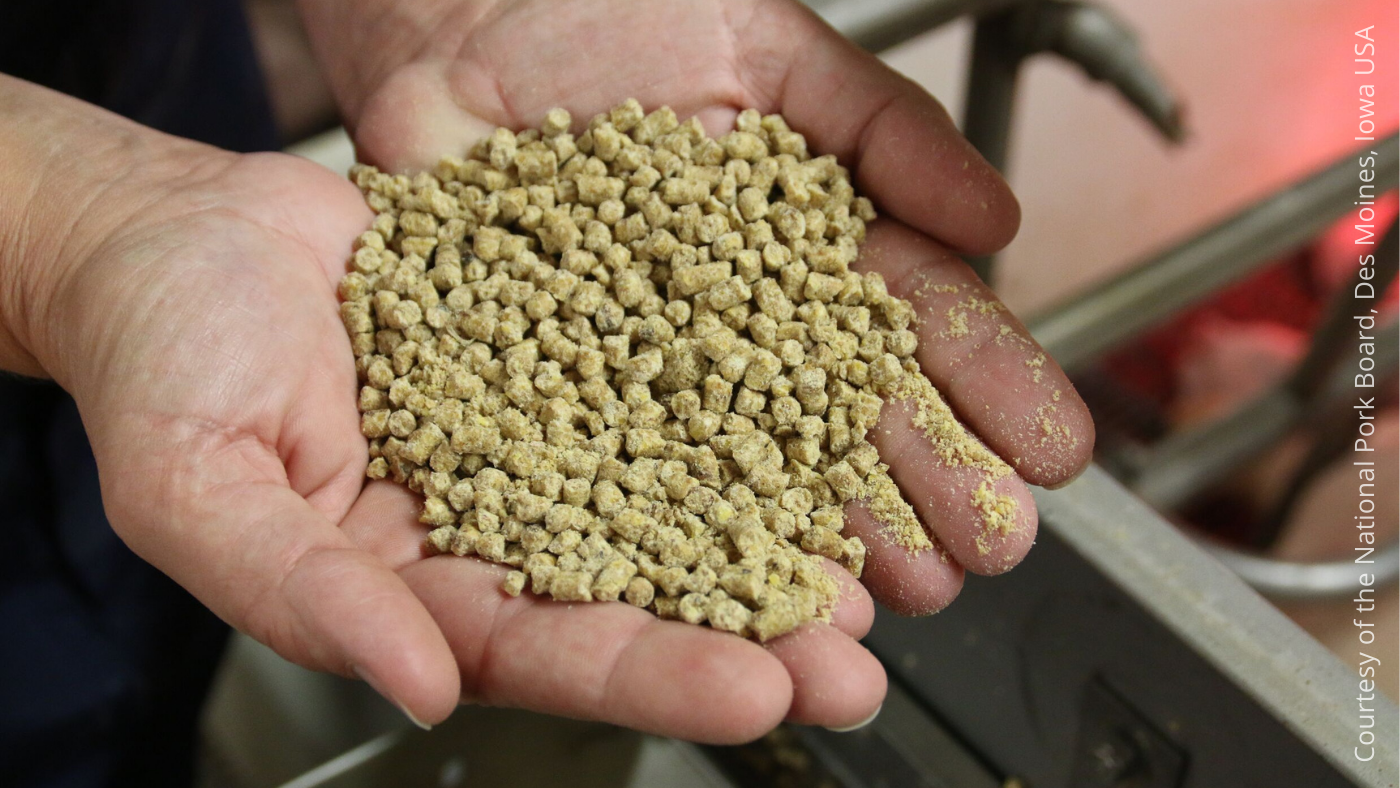 EU compound feed production in 2021 and outlook for 2022 - Swine news ...