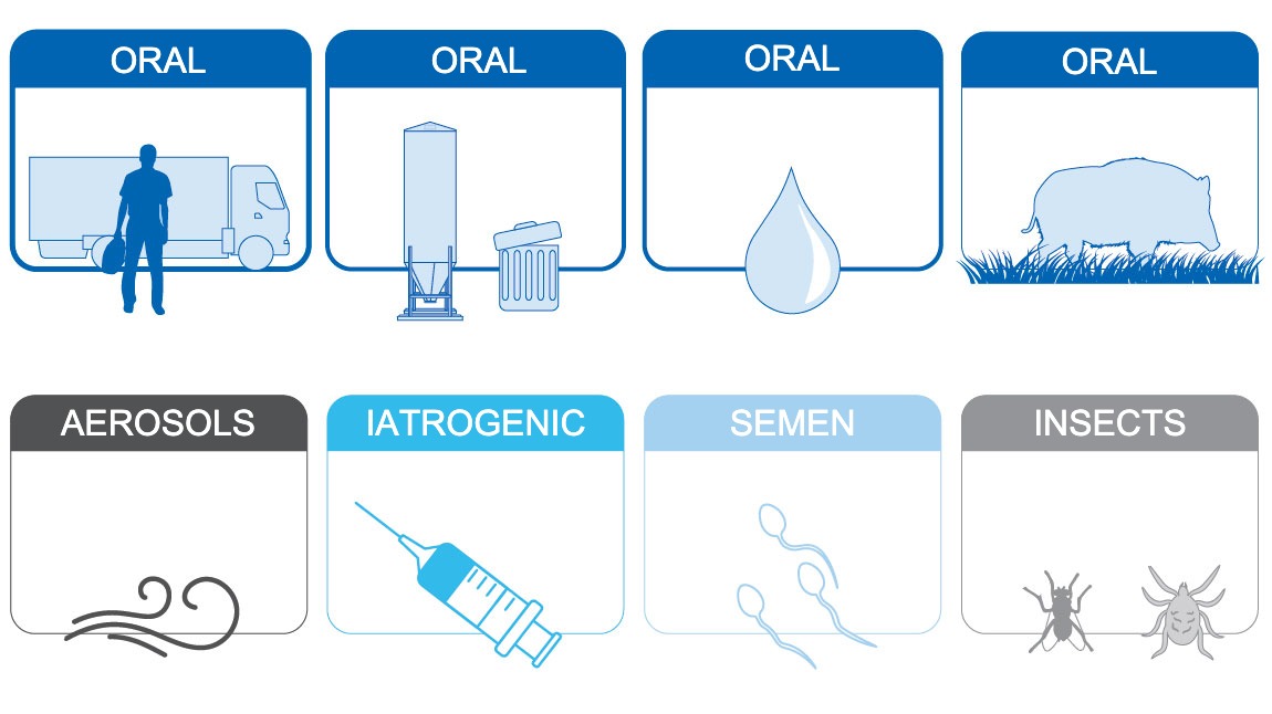 African swine fever virus transmission routes - Articles - pig333, pig ...
