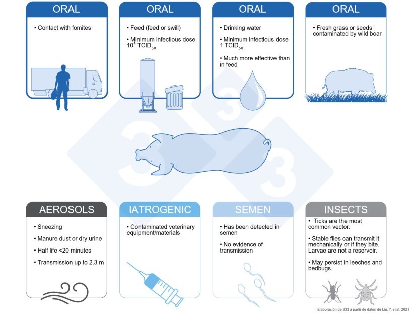 African swine fever virus transmission routes - Articles - pig333, pig ...