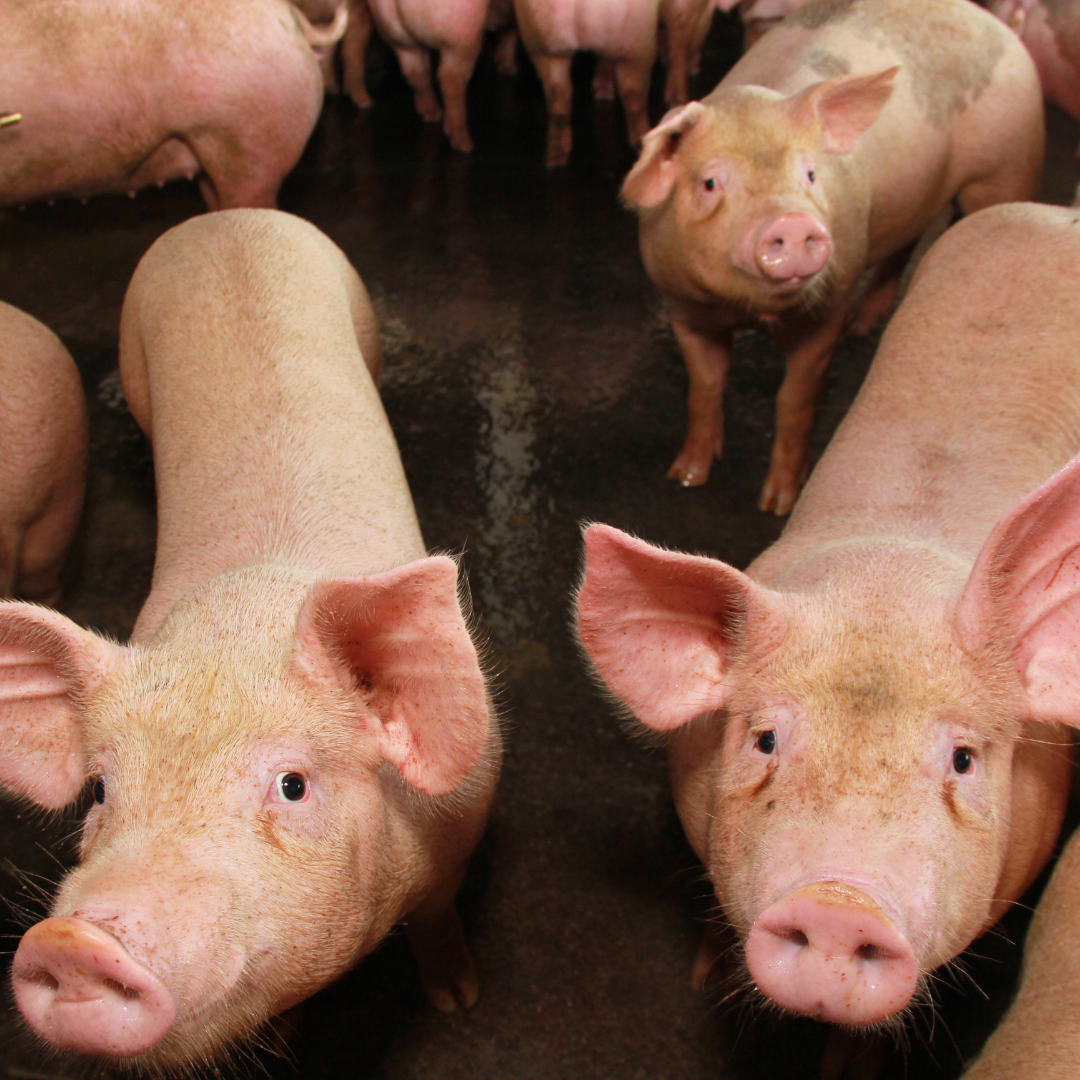 Brazilian pig production increases in the first quarter of 2022 - Swine ...