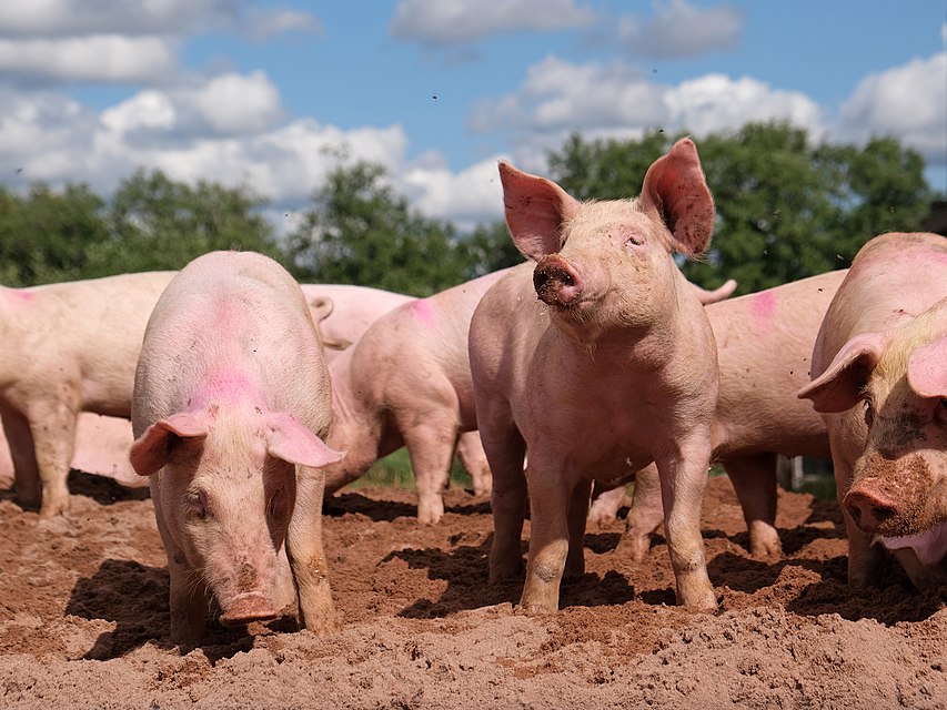 UK denies the presence of FMD and swine vesicular disease - Swine news ...