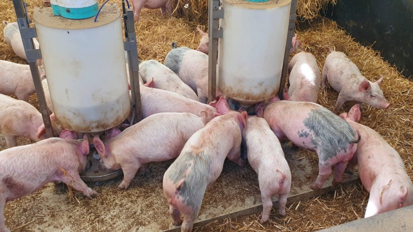 Solar powered feeder for outdoor pig producers by Quality Equipment ...