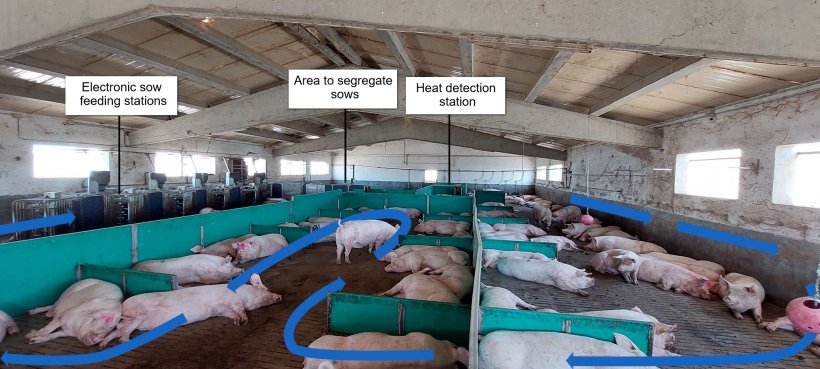 Gestating sows in a dynamic group with weight monitoring - Articles ...