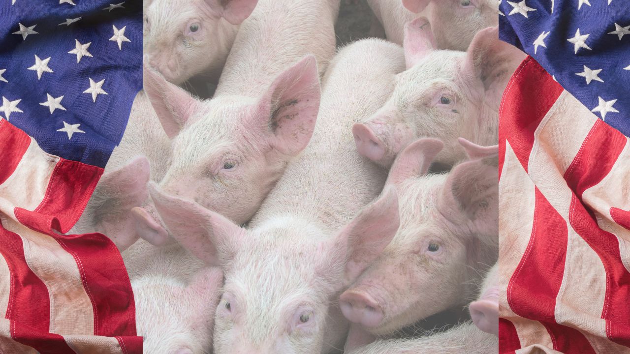 USA: What has caused the increase in retail pork prices? - Swine news ...