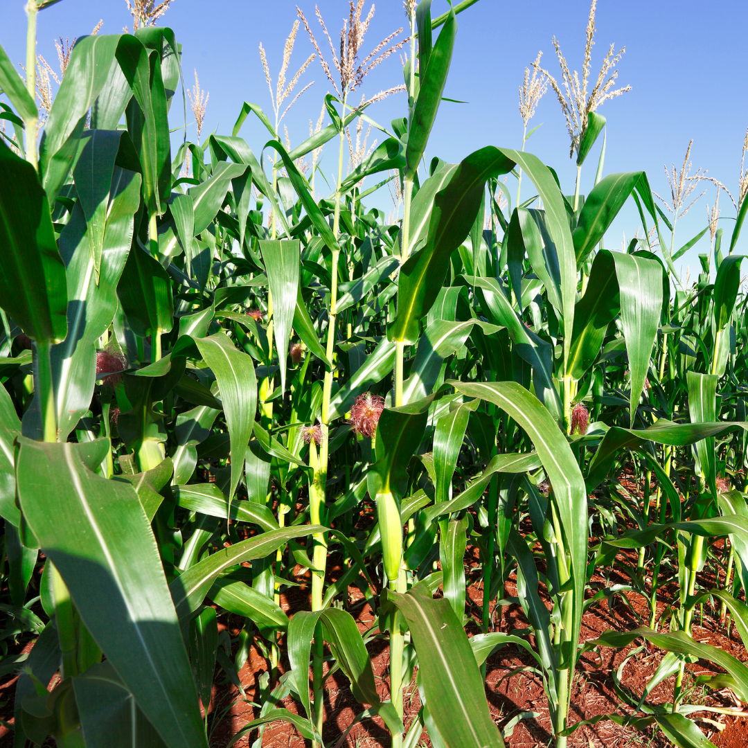 Conab expects record Brazilian grain production in 2022/23 - Swine news ...