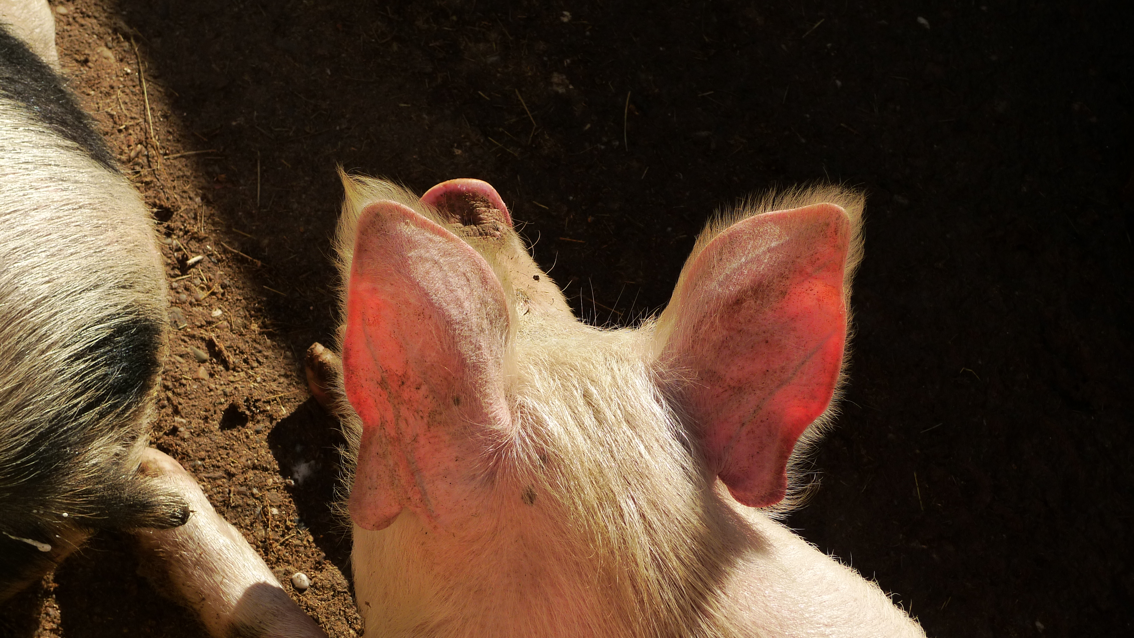 Belgian pig sector again exempt from contribution to Sanitary Fund ...