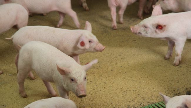 Evolution of Chinese pork imports - Swine news - pig333, pig to pork ...