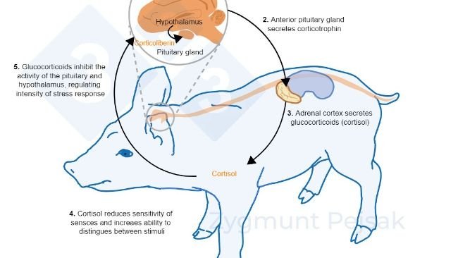 The immune system and immunity in swine: maternal and neonatal immunit ...