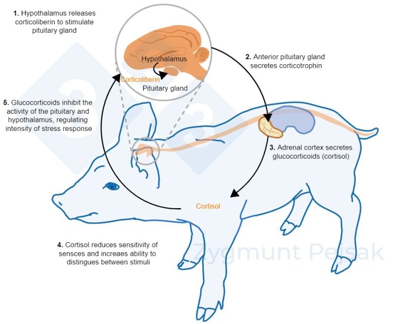 Impact of stress on immune function, health, and productivity in pigs ...