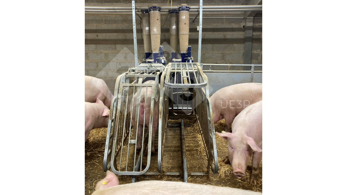Tailor-made feeding strategies of sows: Major efficiency gains ...