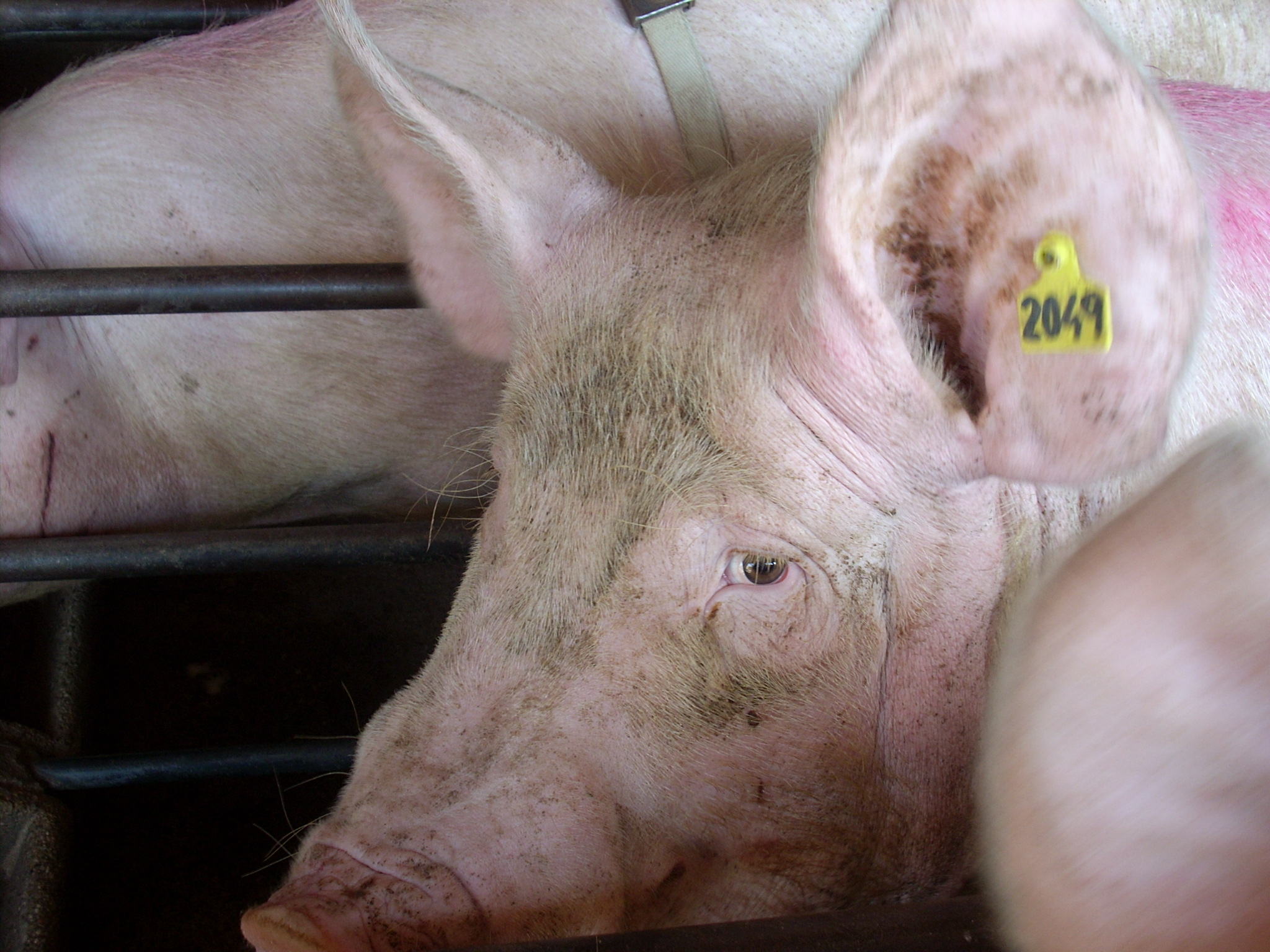 Australia launches first national action plan for livestock health ...