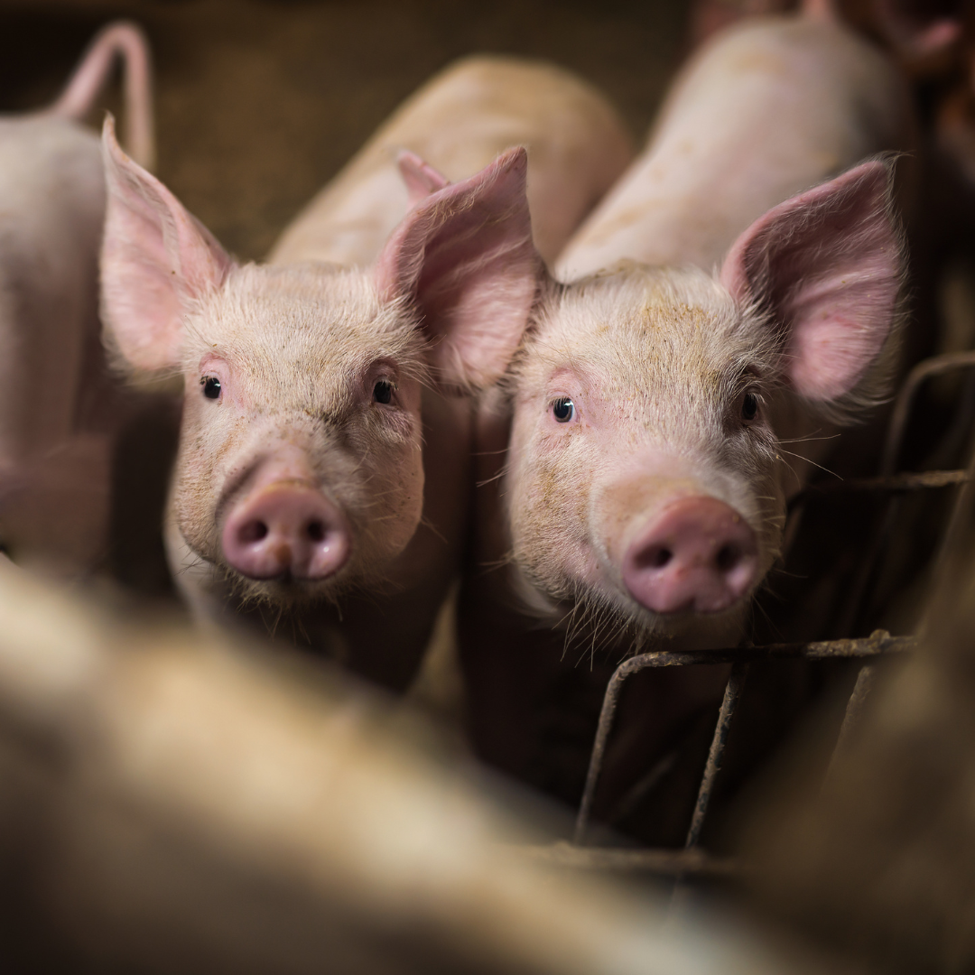 Brazilian hog slaughter up in third quarter of 2022 - Swine news ...