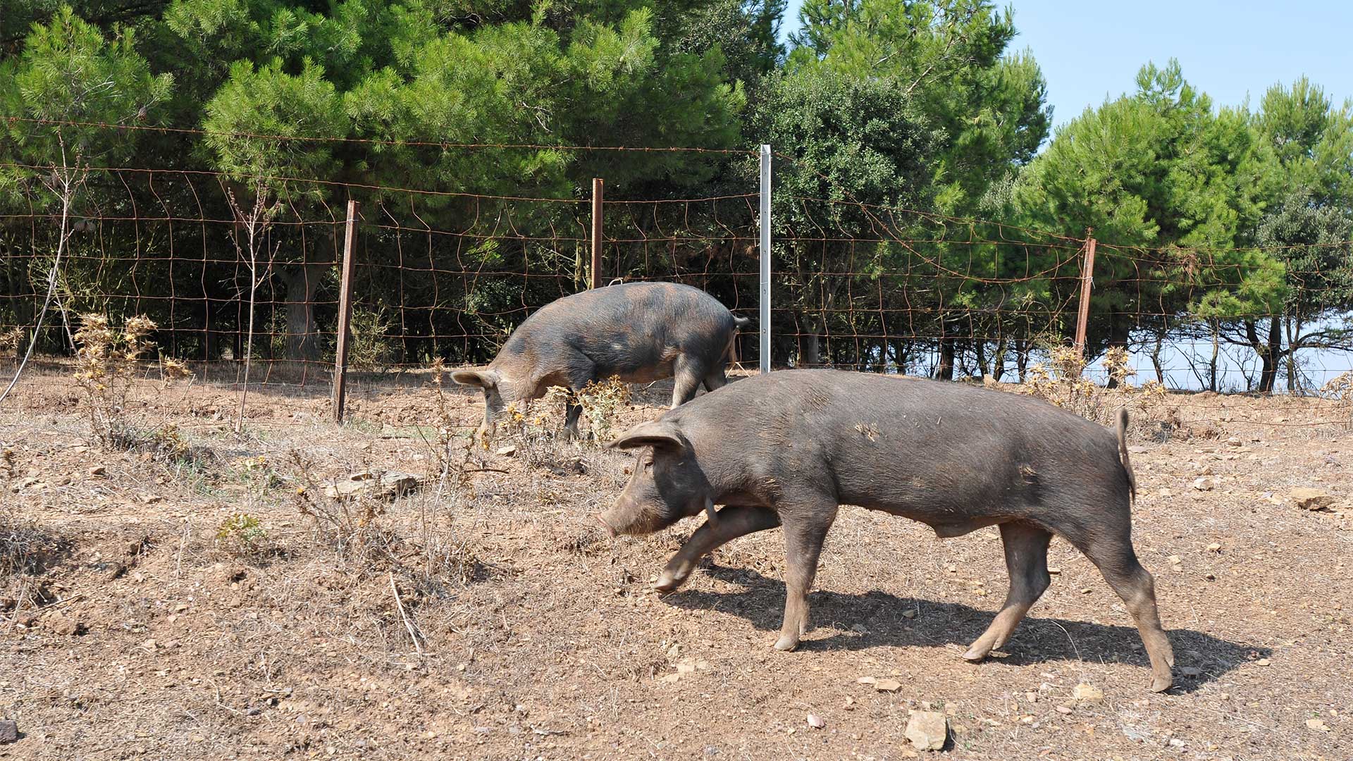 Italy: trade in pigs and pig products from Sardinia will be authorise ...