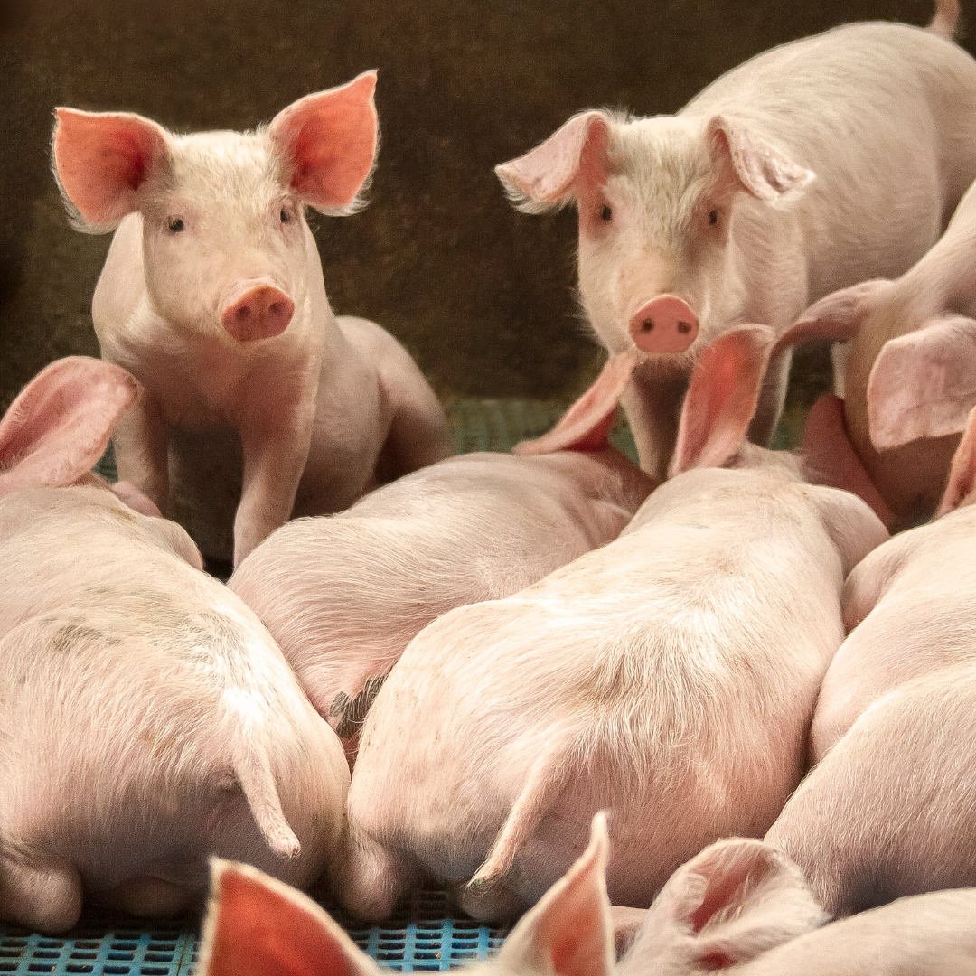 Brazilian swine industry expected to grow in 2023 - Swine news - pig333 ...