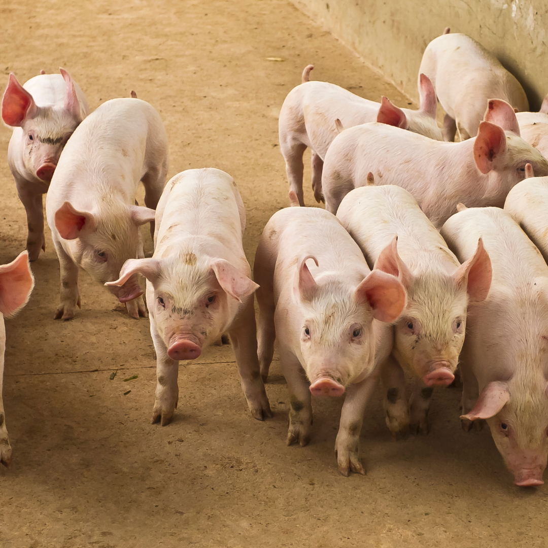 Brazil pig prices pressured in 2022 from lower exports and high supply ...