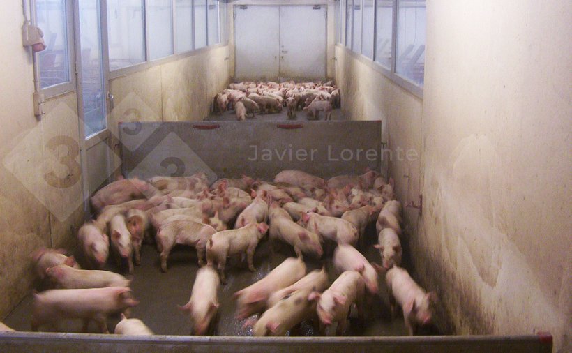The importance of the process of weaning piglets - Articles - pig333 ...