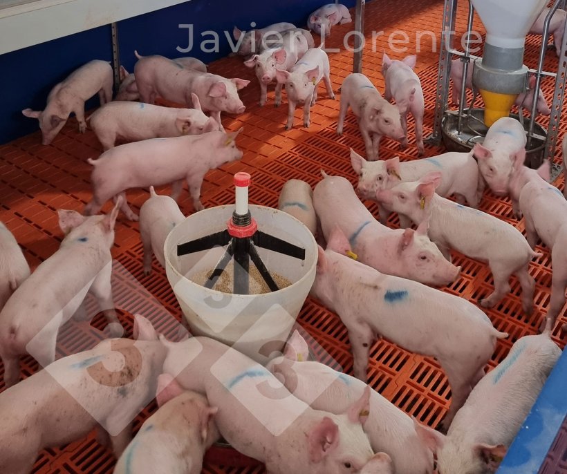 The importance of the process of weaning piglets - Articles - pig333 ...