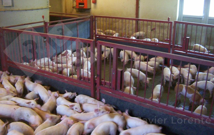 The importance of the process of weaning piglets - Articles - pig333 ...