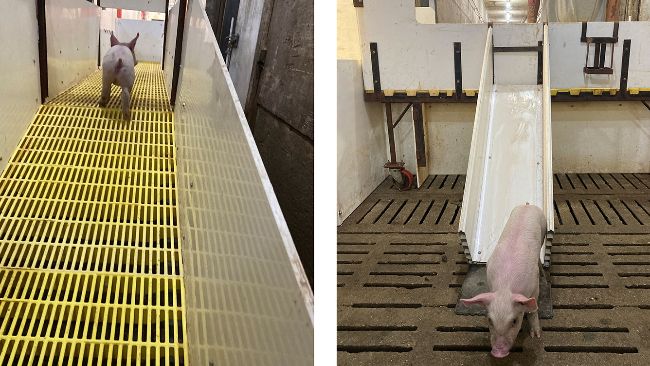 PPE for piglet teeth grinding - Articles - pig333, pig to pork community