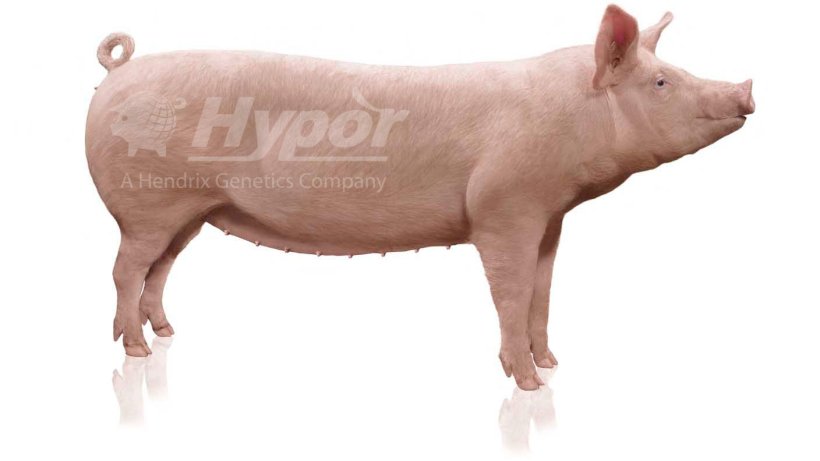 Hypor: Genetic selection of dam lines - Articles - pig333, pig to pork ...