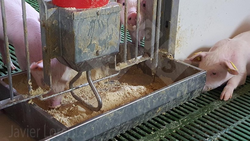 Weaning piglets: The first hours after piglets arrive at the nursery ...