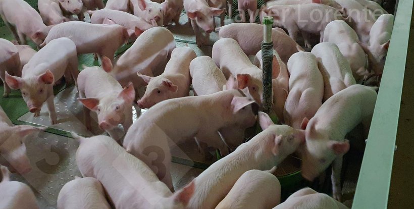 Weaning piglets: The first hours after piglets arrive at the nursery ...