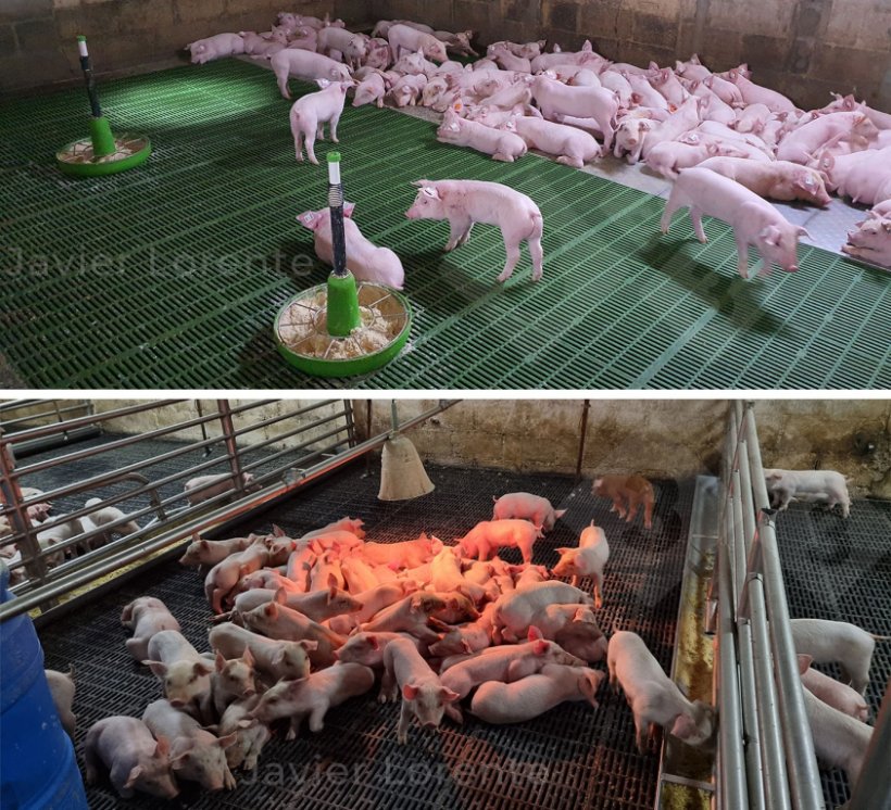 Weaning piglets: The first hours after piglets arrive at the nursery ...